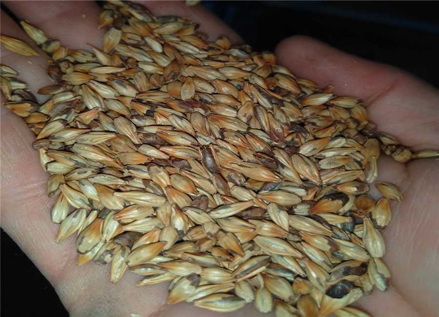 Drum Malt Roaster System - Promalting-Laizhou Yingtai Machinery Co., Ltd.